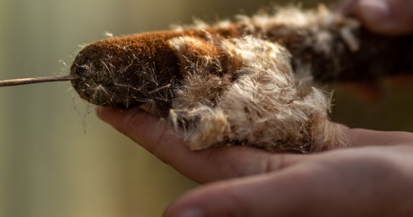 Lisdodde: goed voor boer, bodem, bouw en beestjes - Klimaatadaptatie ...