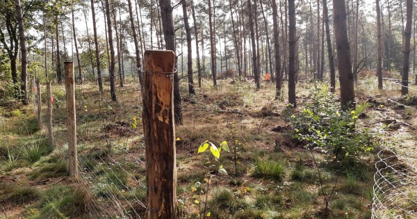 Bos met grote soortenrijkdom is beter bestand tegen gevolgen klimaatverandering ...